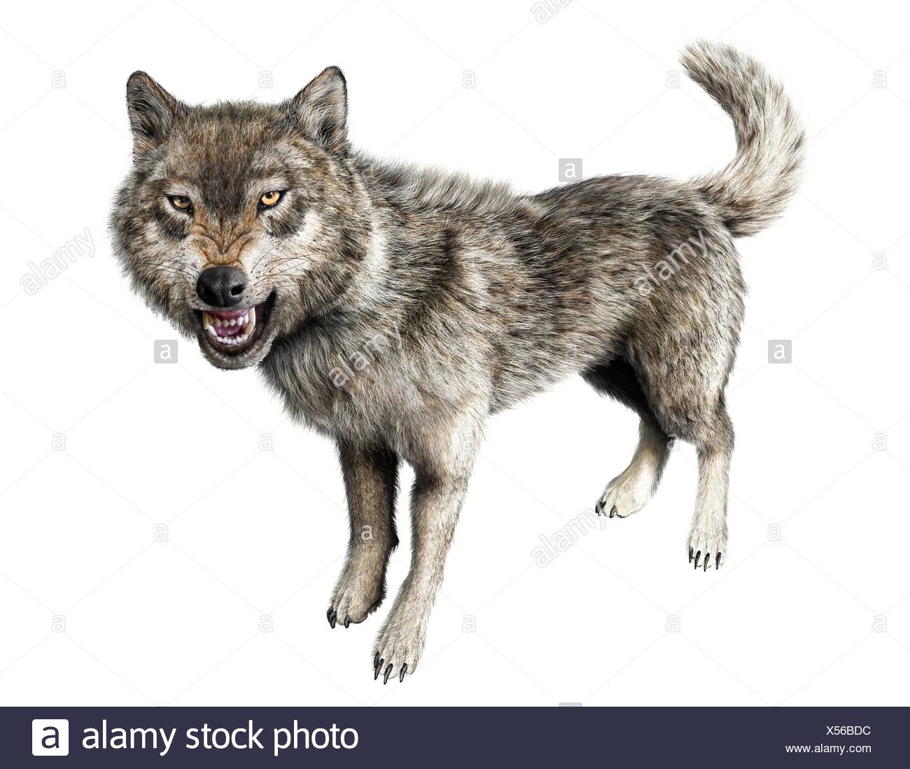 Gray Wolf Cut Out Stock Images & Pictures - Alamy