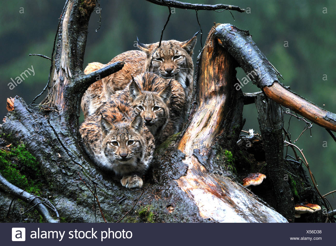 Cat Wildcat High Resolution Stock Photography and Images - Alamy