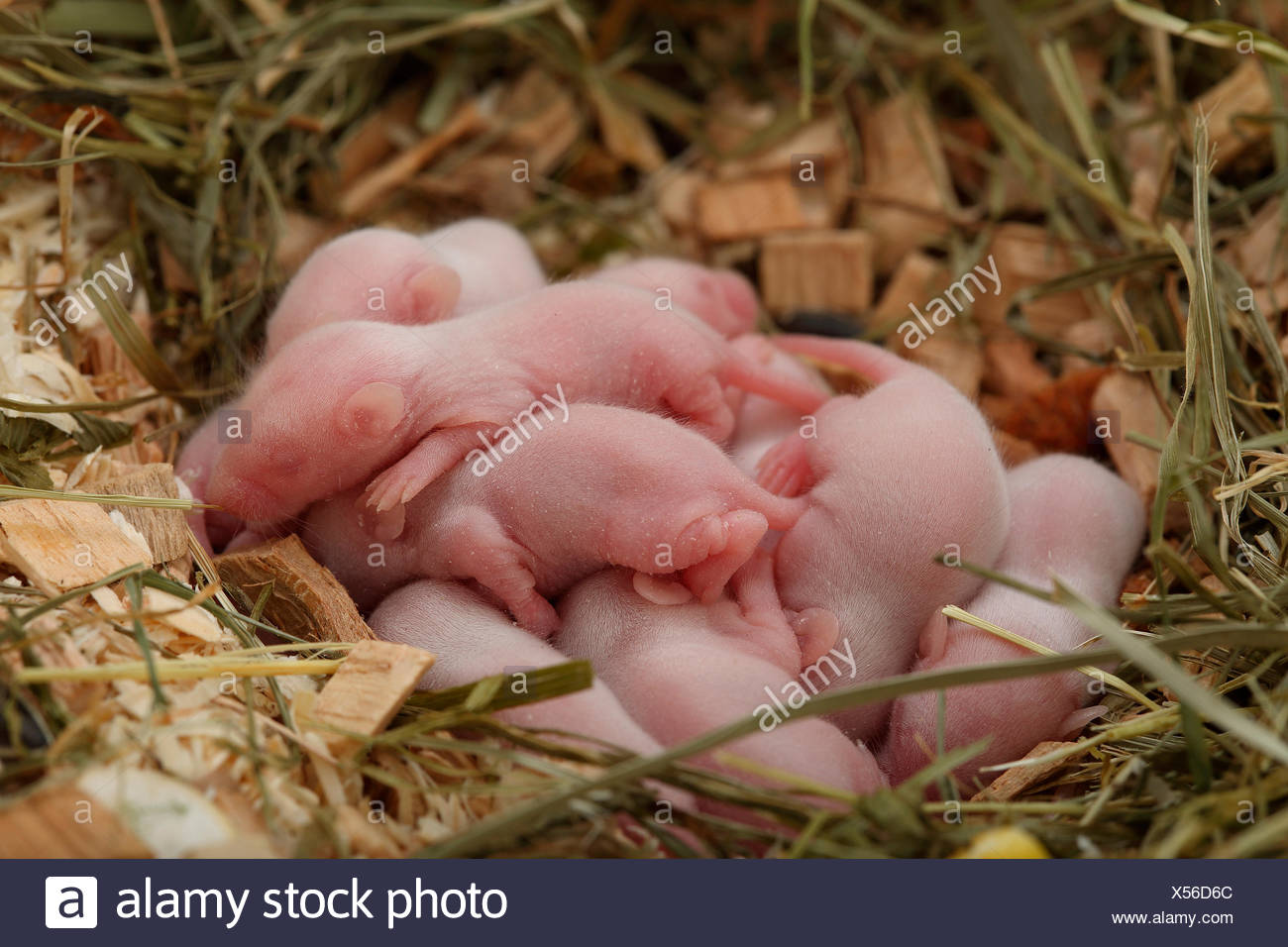 Young Mices High Resolution Stock Photography and Images - Alamy