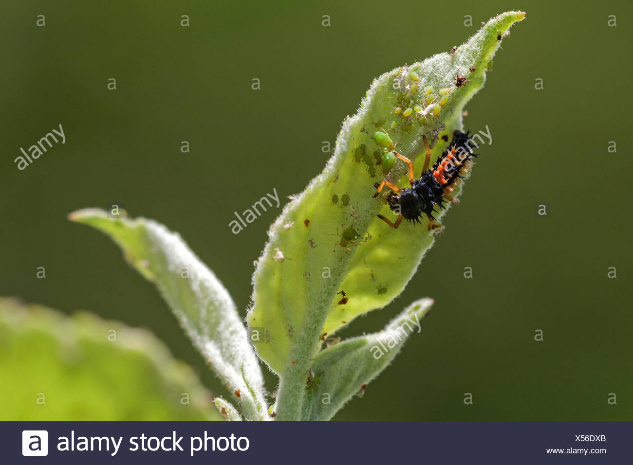 Ladybug Larva Aphids High Resolution Stock Photography and Images - Alamy