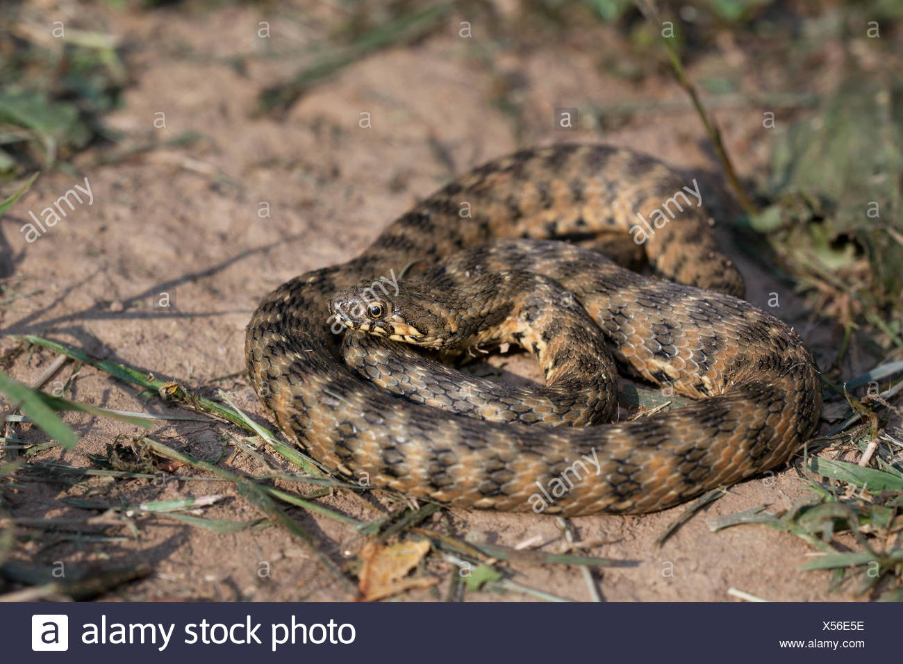 Viperine High Resolution Stock Photography and Images - Alamy