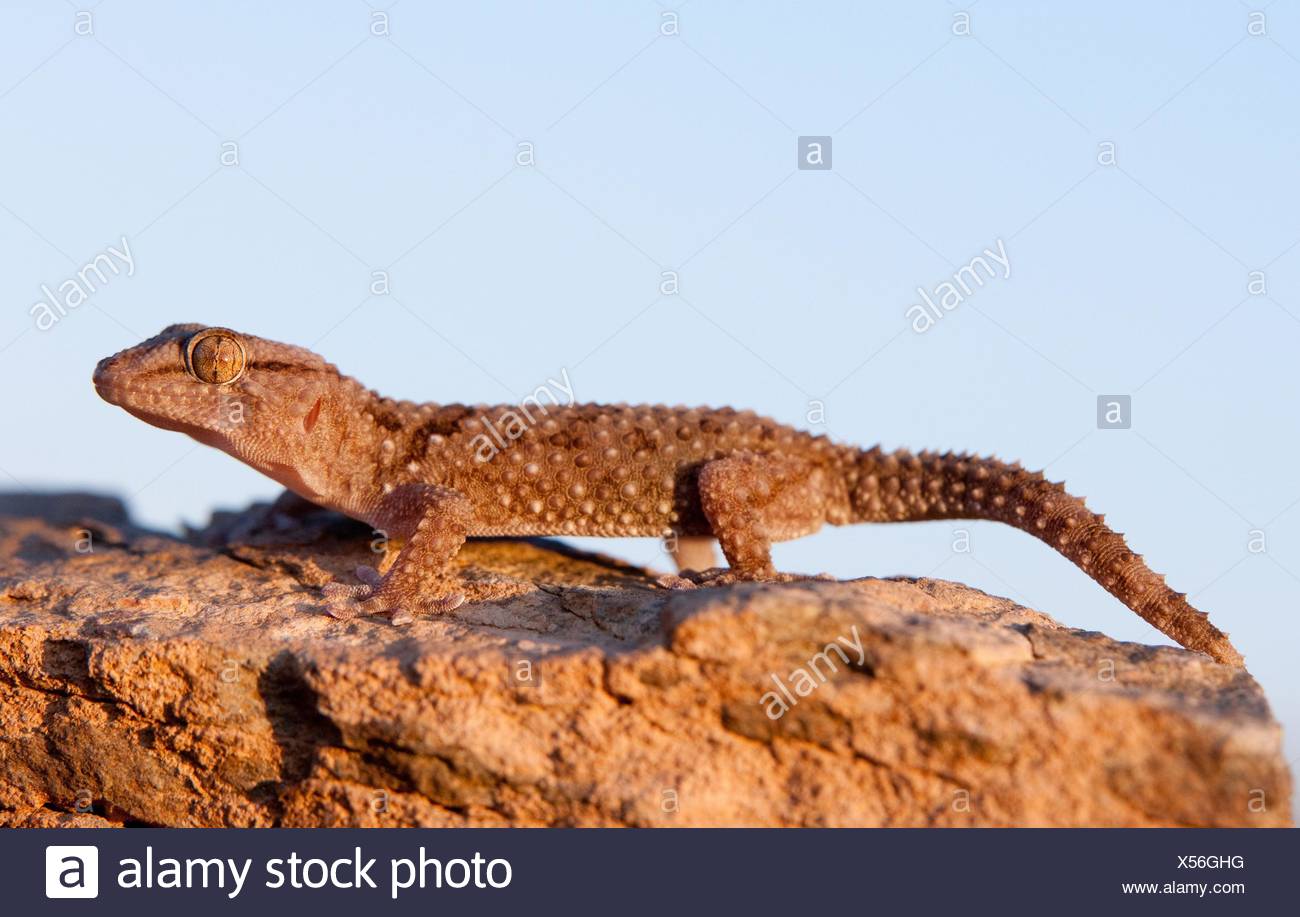 African Lizards High Resolution Stock Photography and Images - Alamy