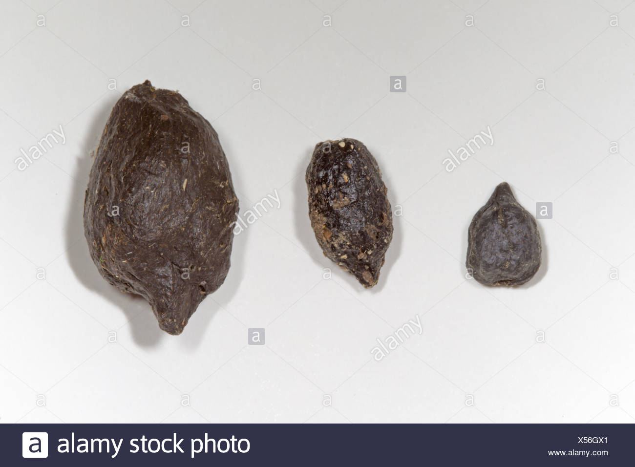 Deer Droppings High Resolution Stock Photography and Images - Alamy