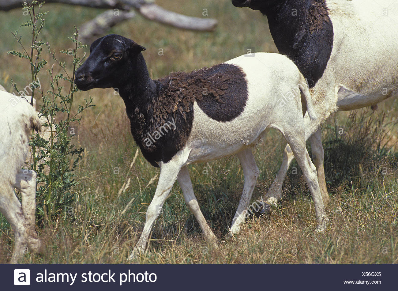 Somali Sheep Stock Photos & Somali Sheep Stock Images - Alamy