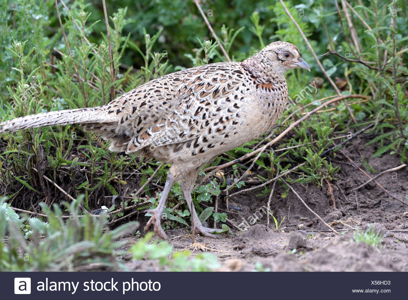 Hen Pheasant Stock Photos & Hen Pheasant Stock Images - Alamy