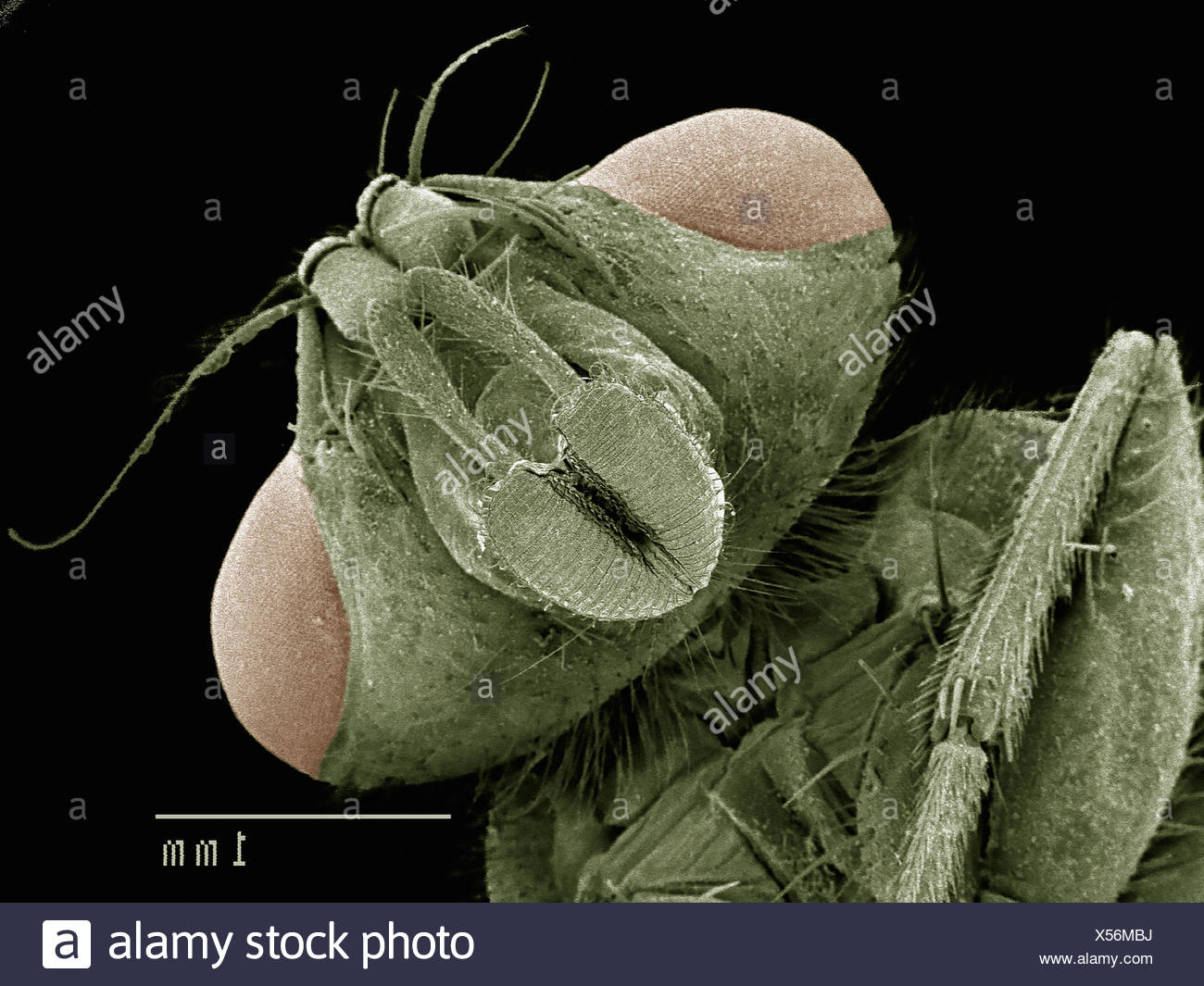 Scanning Electron Microscope High Resolution Stock Photography and ...