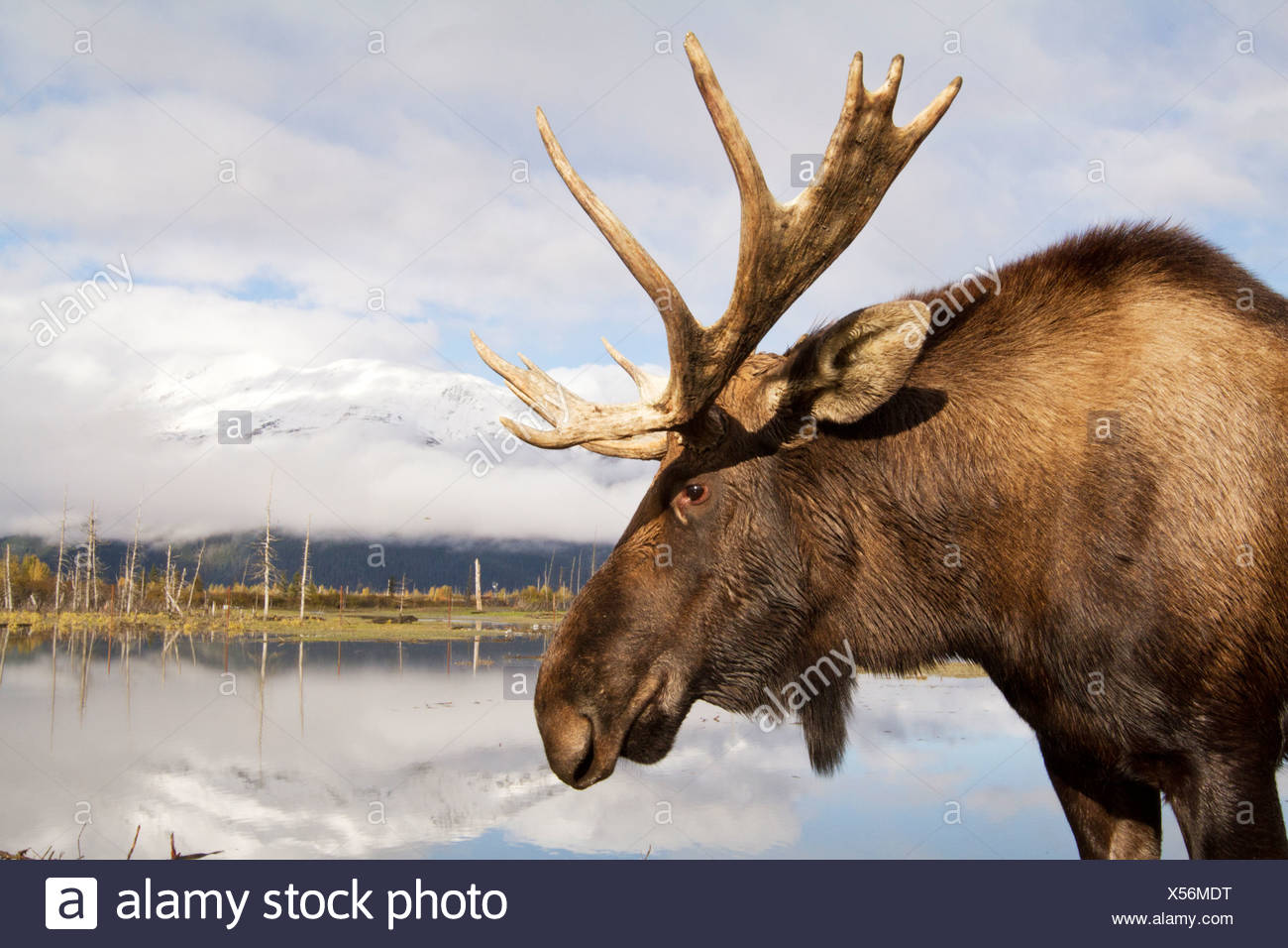 Bull Moose Side Profile High Resolution Stock Photography and Images ...