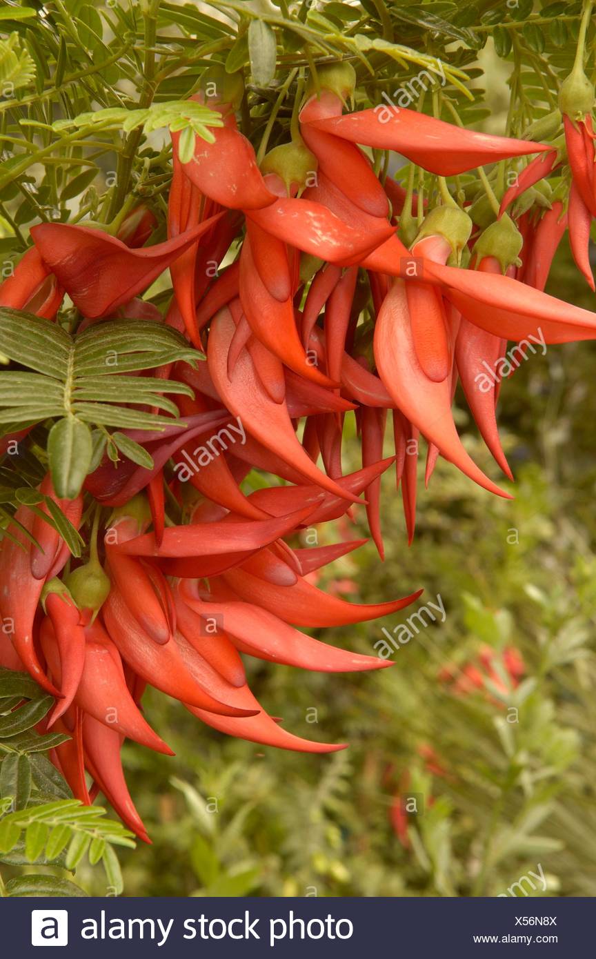Clianthus Puniceus High Resolution Stock Photography and Images - Alamy