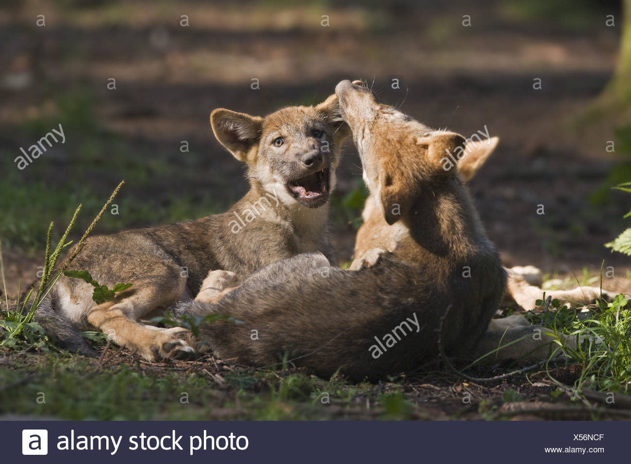 Wolf Pups Playing High Resolution Stock Photography and Images - Alamy