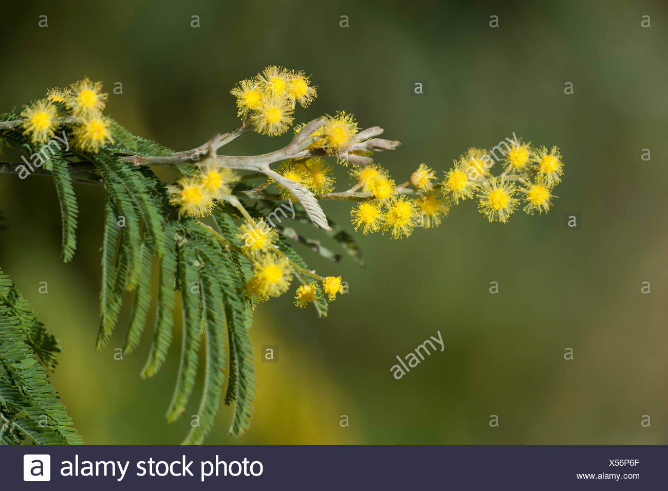 Silver Wattle Acacia High Resolution Stock Photography and Images - Alamy