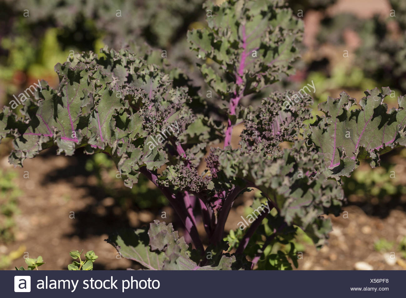 Scarlet Kale High Resolution Stock Photography and Images - Alamy