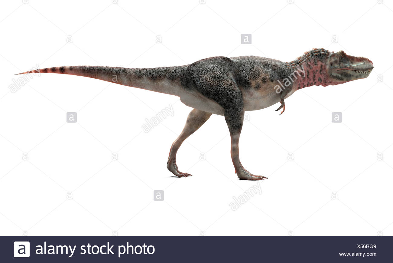 Tarbosaurus High Resolution Stock Photography and Images - Alamy