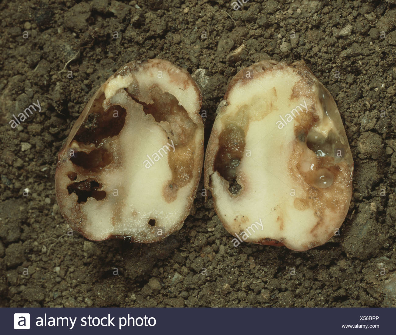 Soil Less High Resolution Stock Photography and Images - Alamy