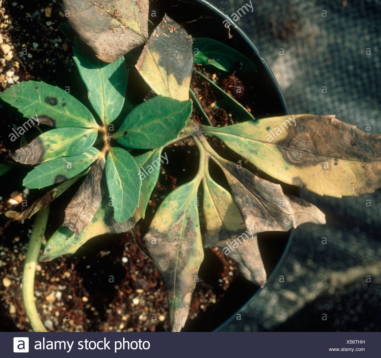 Coniothyrium High Resolution Stock Photography and Images - Alamy