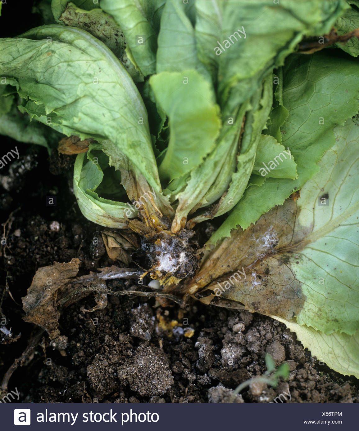 Sclerotinia Sclerotiorum High Resolution Stock Photography and Images ...