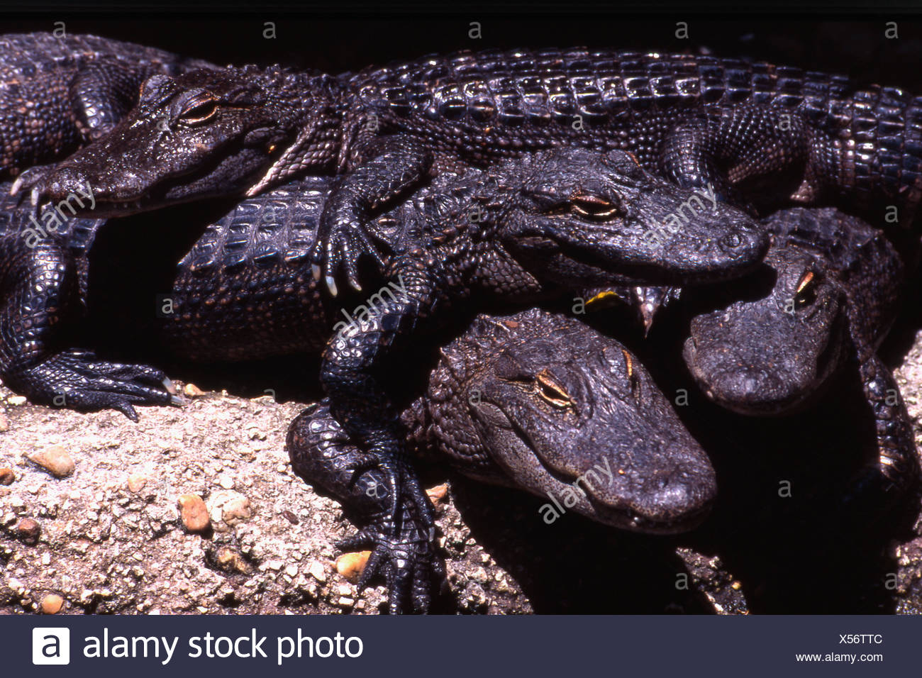 A Group Of Crocodiles High Resolution Stock Photography and Images - Alamy