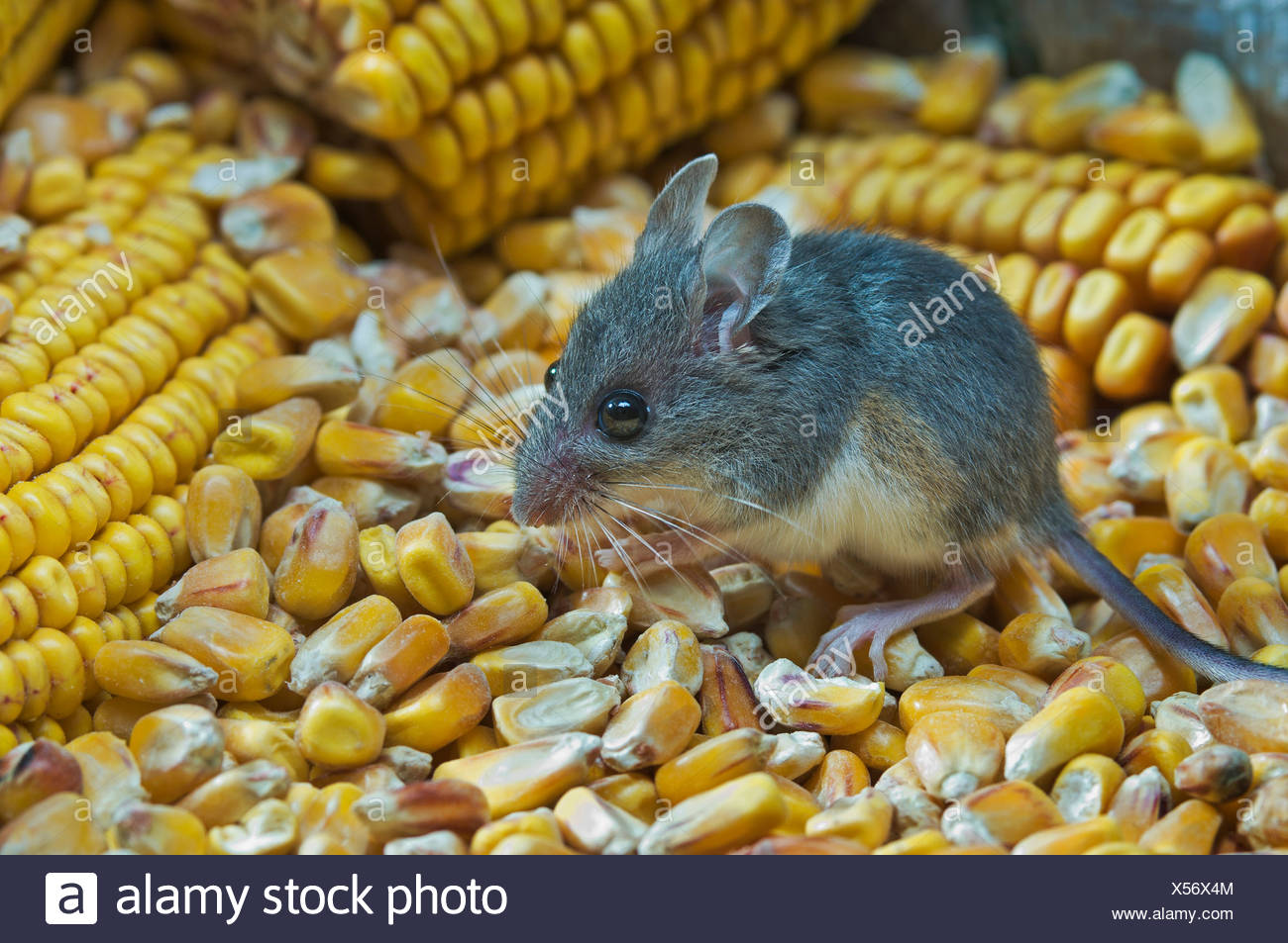 Mouse Feeding High Resolution Stock Photography and Images - Alamy