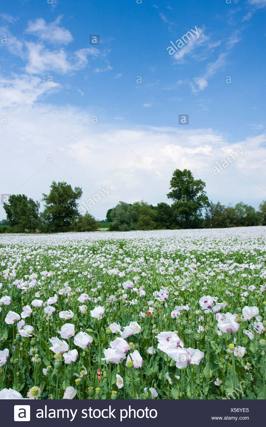 South Moravia Czech Flower Stock Photos & South Moravia Czech Flower ...