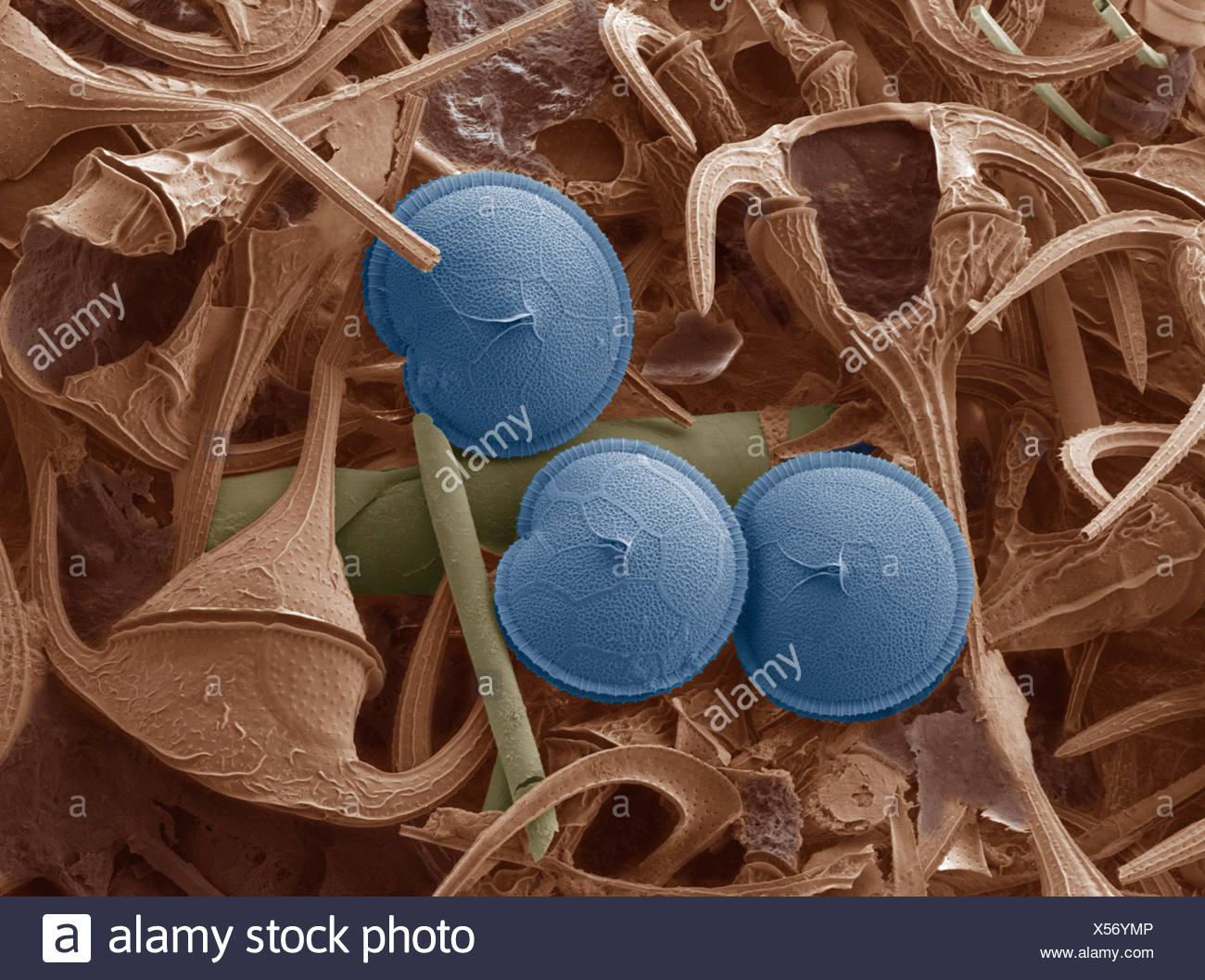 Prorocentrum High Resolution Stock Photography and Images - Alamy