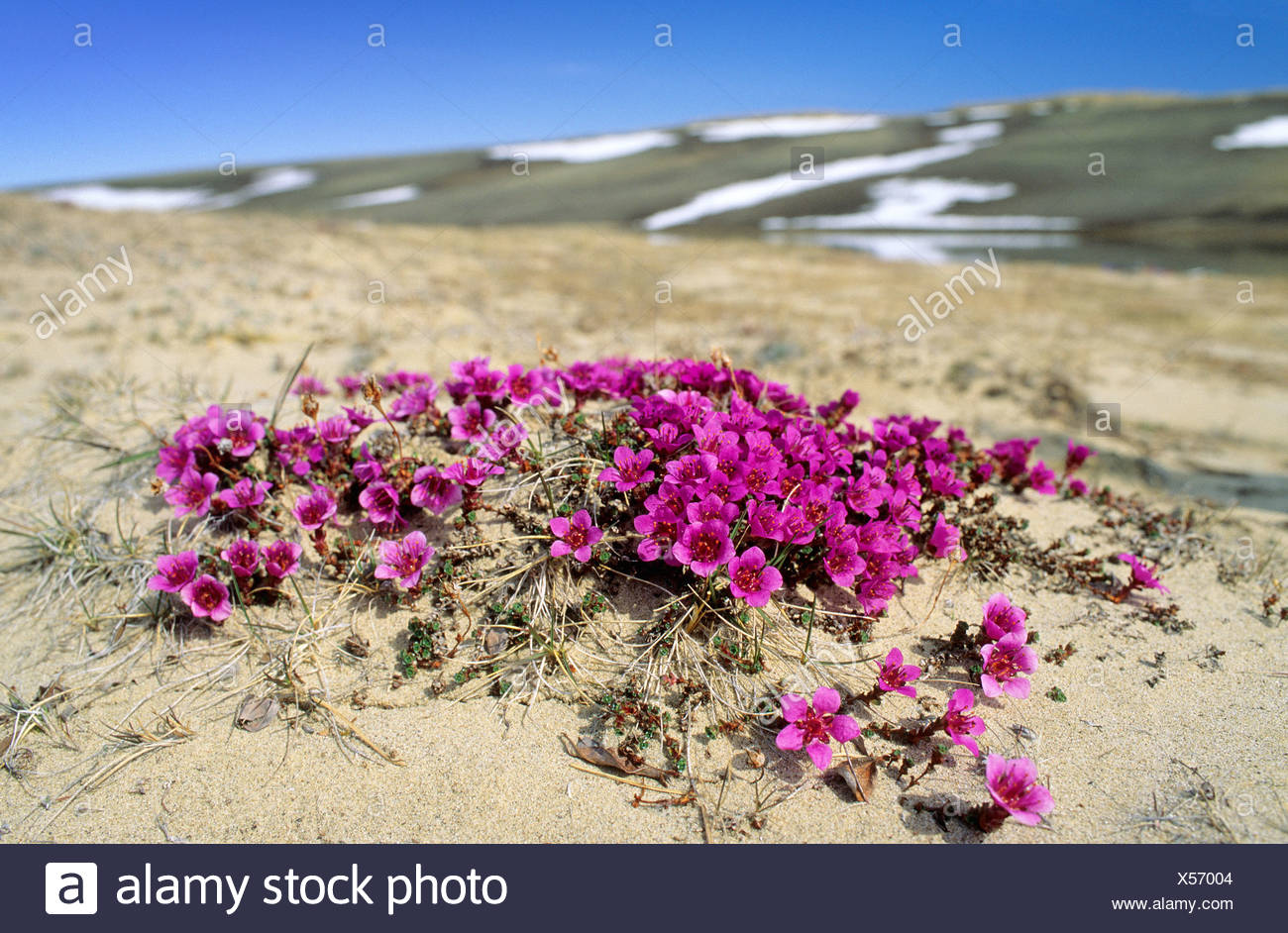 Northwest Territories Flower High Resolution Stock Photography and ...