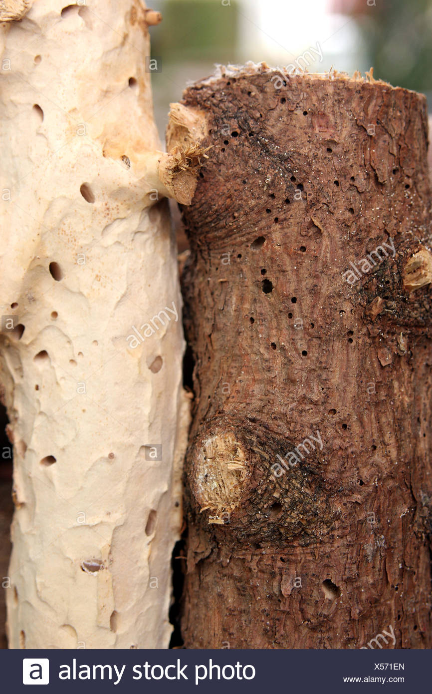 Wood Worm Stock Photos & Wood Worm Stock Images - Alamy