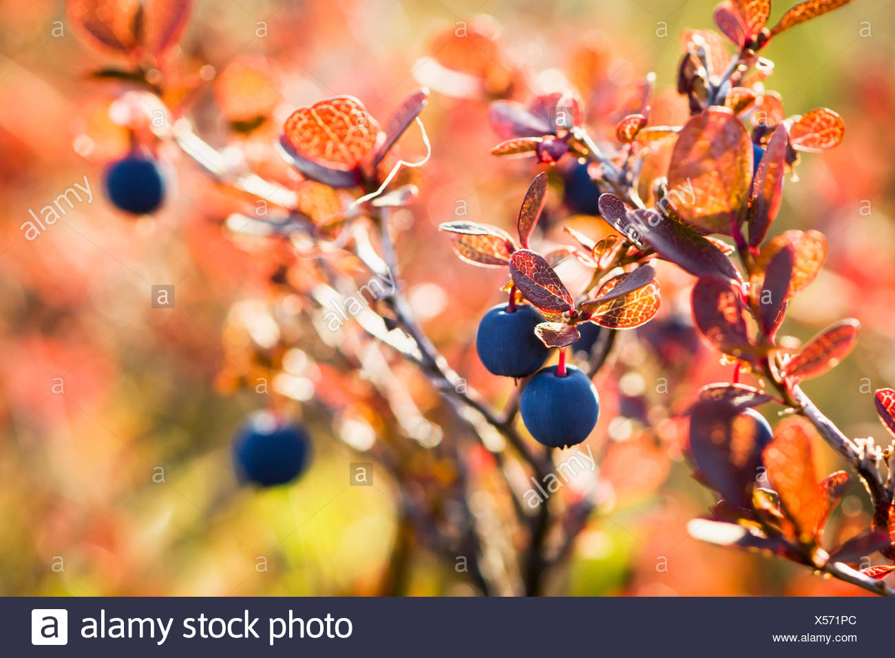 Lowbush Blueberry High Resolution Stock Photography and Images - Alamy