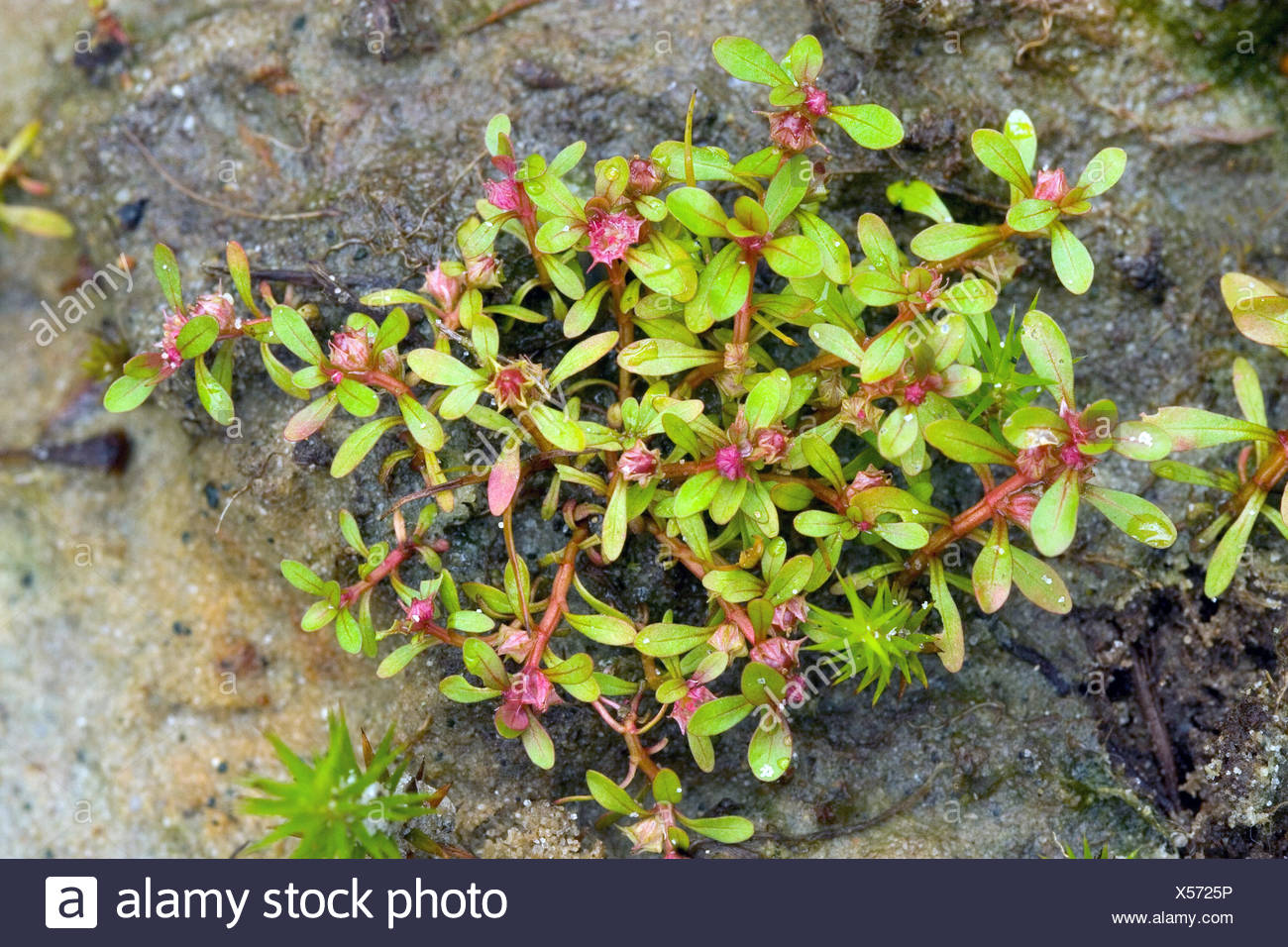Water Purslane High Resolution Stock Photography and Images - Alamy