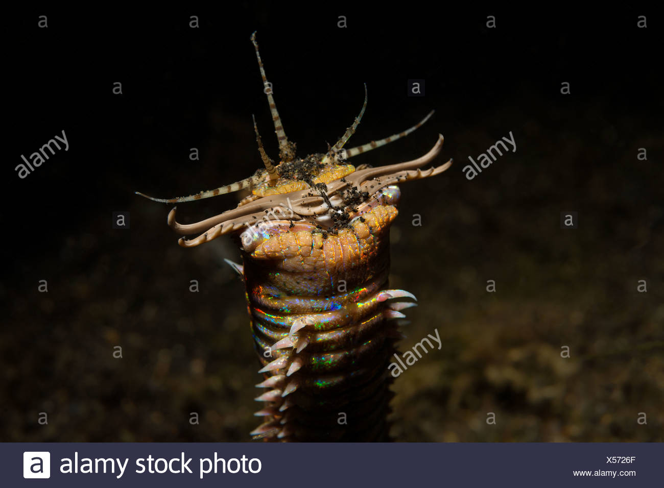 Eunicidae High Resolution Stock Photography and Images - Alamy