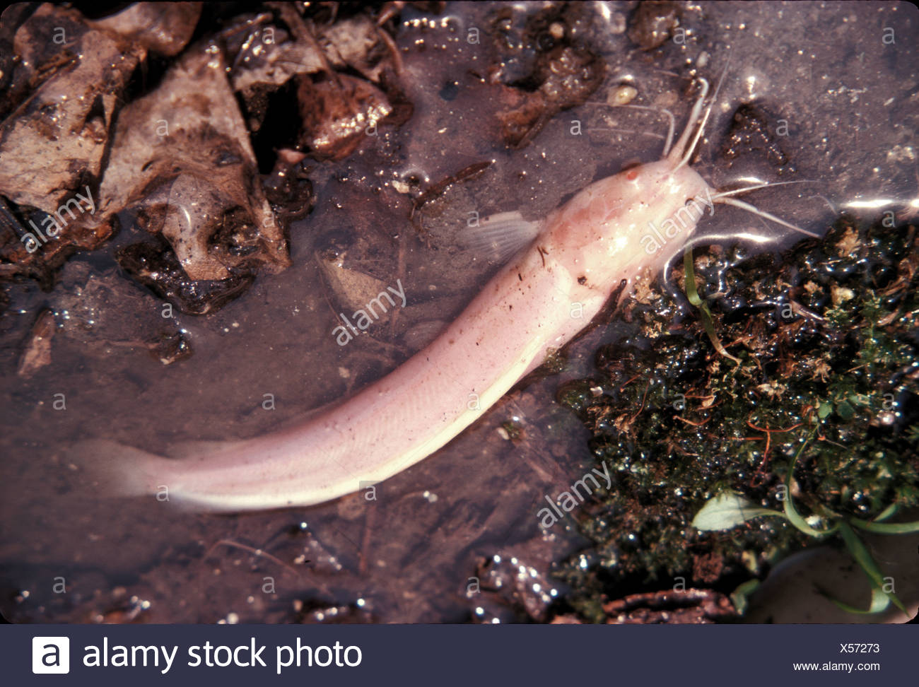 Walking Catfish Stock Photos & Walking Catfish Stock Images - Alamy