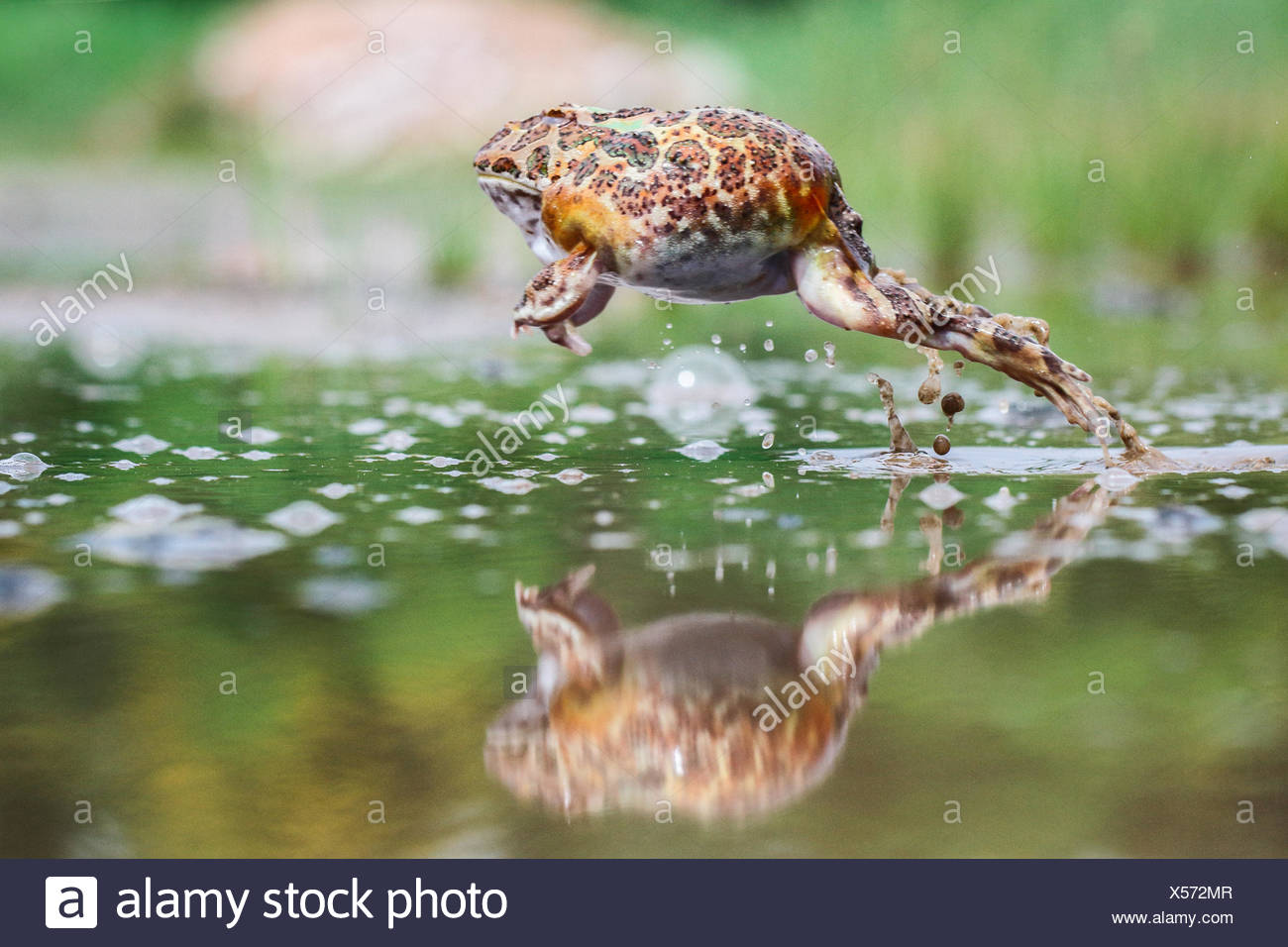 Frog Jumping Water High Resolution Stock Photography and Images - Alamy