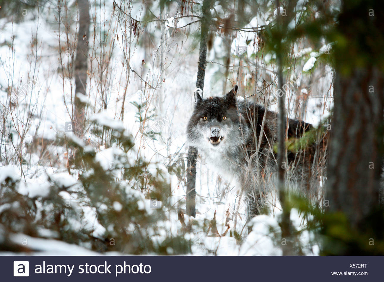 Wolves Winter Snow Timberwolves Stock Photos & Wolves Winter Snow ...