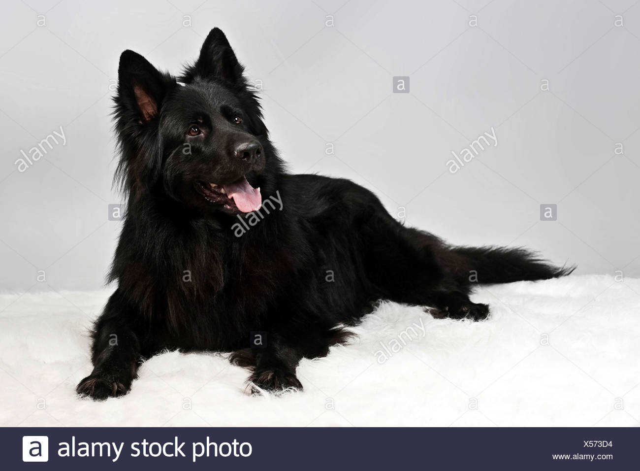 Alsatian Head High Resolution Stock Photography and Images - Alamy