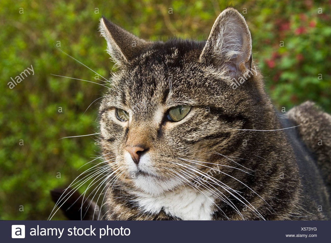 Male Tom Tabby Cat Stock Photos & Male Tom Tabby Cat Stock Images - Alamy