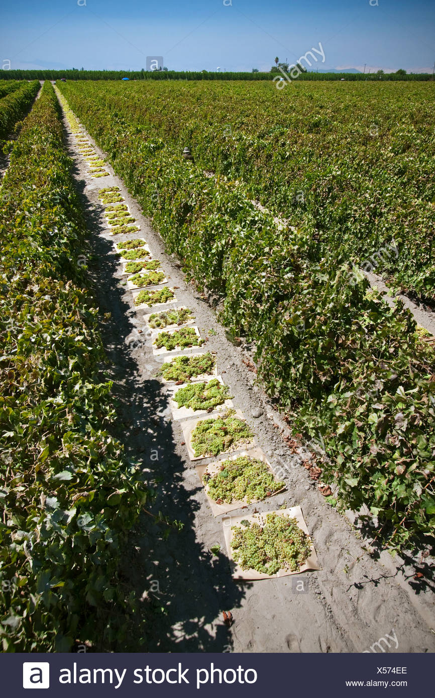 Mature Thompson Seedless Grapes High Resolution Stock Photography and ...