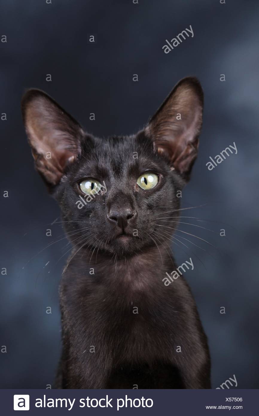 Oriental Shorthair High Resolution Stock Photography and Images - Alamy