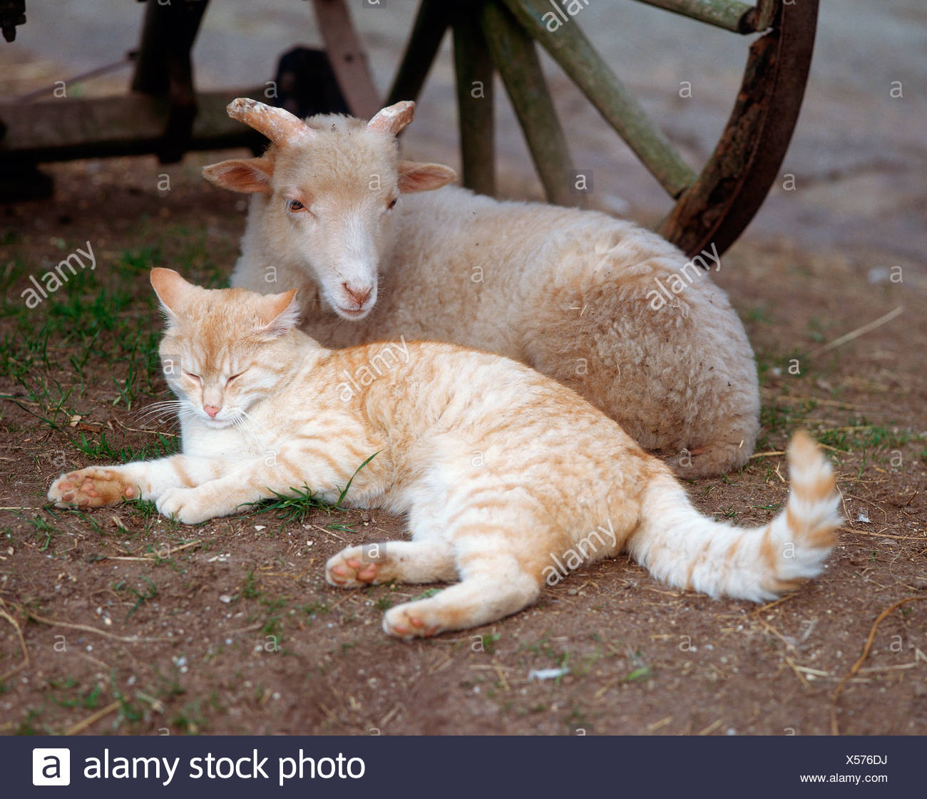 Cat Sheep Stock Photos & Cat Sheep Stock Images - Alamy