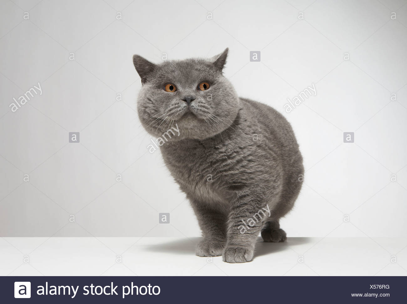 Big Cat Portrait Stock Photos & Big Cat Portrait Stock Images - Alamy