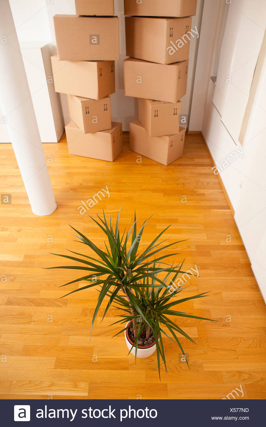 Cardboard Plant Stock Photos & Cardboard Plant Stock Images - Alamy