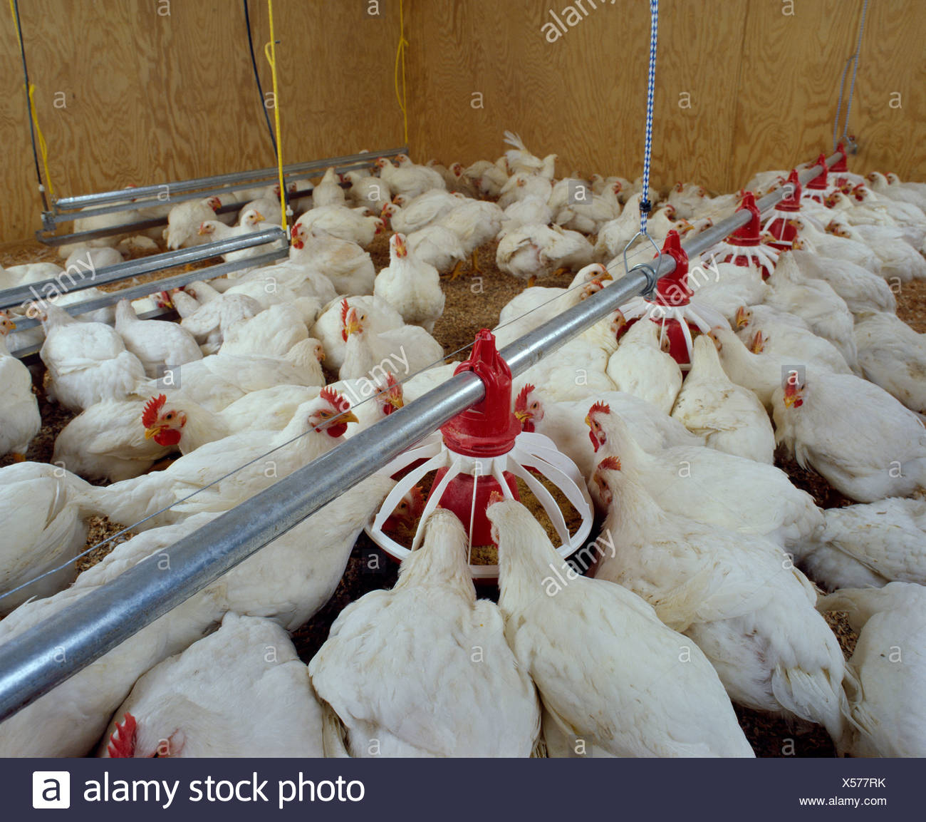 Hubbard Chicken High Resolution Stock Photography and Images - Alamy