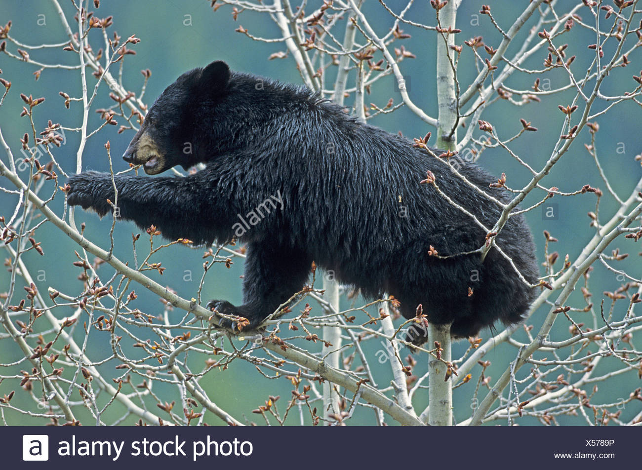 American Black Bear On Tree High Resolution Stock Photography and ...