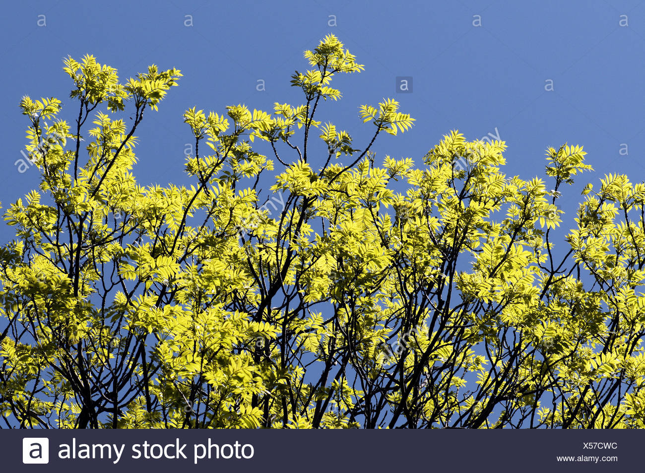 Weeping Ash Tree High Resolution Stock Photography and Images - Alamy