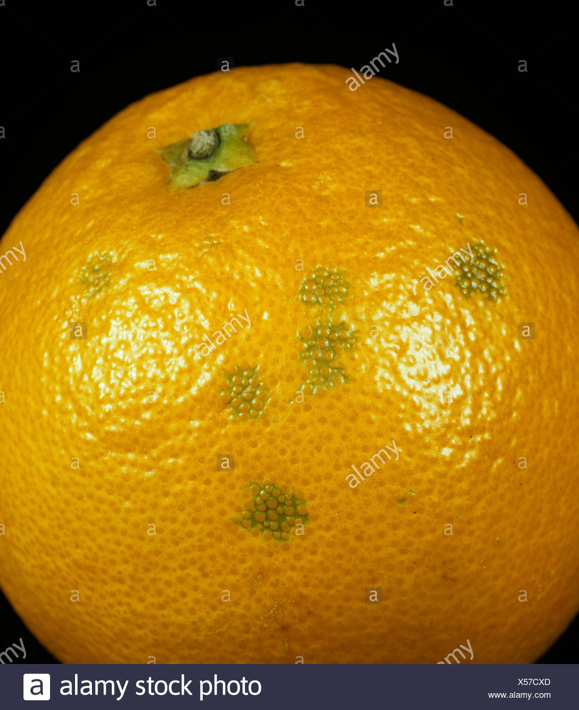 Fruit Blemish Stock Photos & Fruit Blemish Stock Images - Alamy