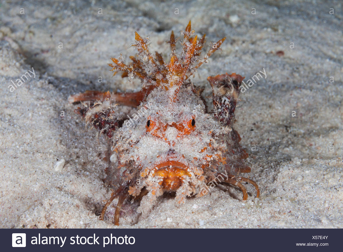 Ghoul Fish High Resolution Stock Photography and Images - Alamy