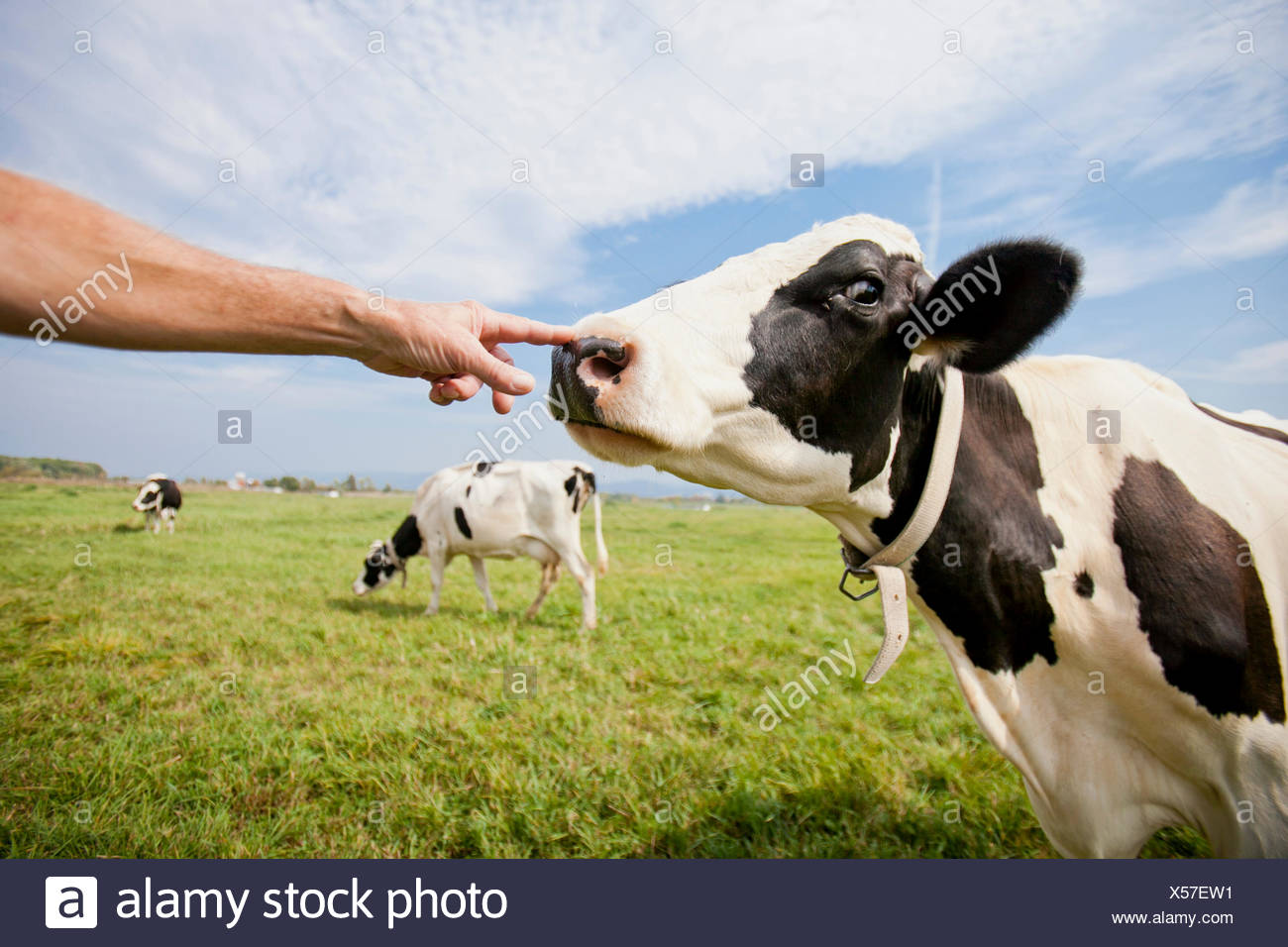 Cow Nose High Resolution Stock Photography and Images - Alamy