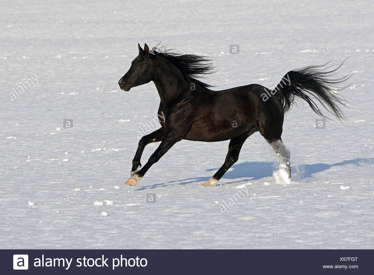 Thoroughbred Arabian High Resolution Stock Photography and Images - Alamy