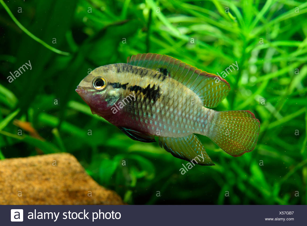 Acara High Resolution Stock Photography and Images - Alamy