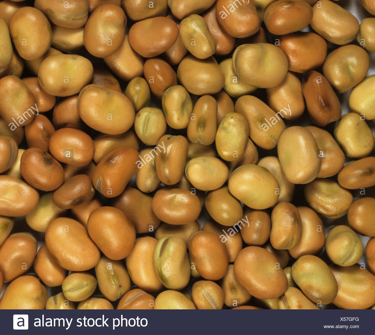 Vicia Faba Stock Photos & Vicia Faba Stock Images - Alamy