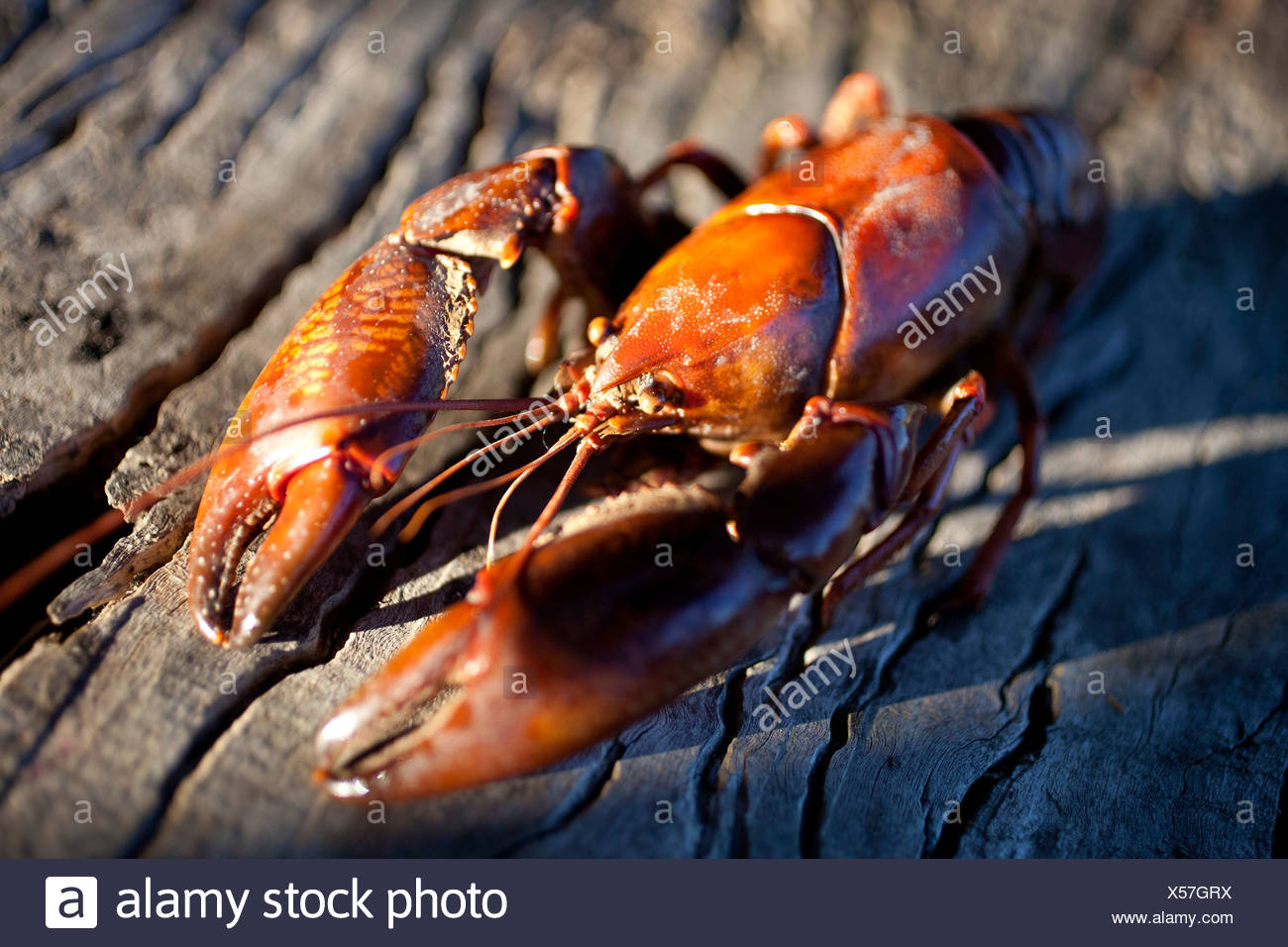 Yabbie High Resolution Stock Photography and Images - Alamy