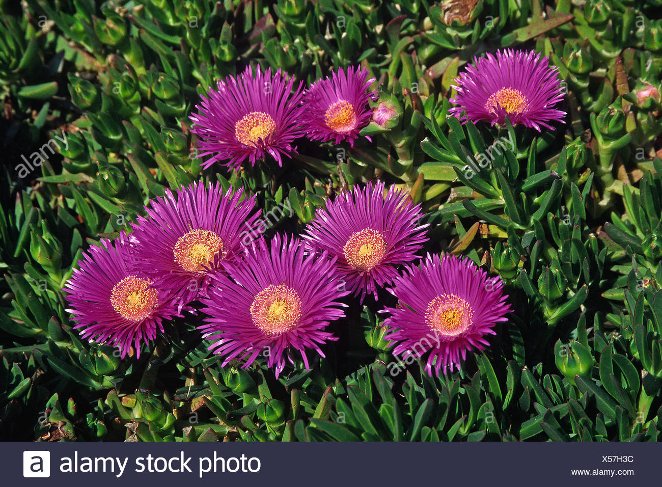Carpobrotus High Resolution Stock Photography and Images - Alamy