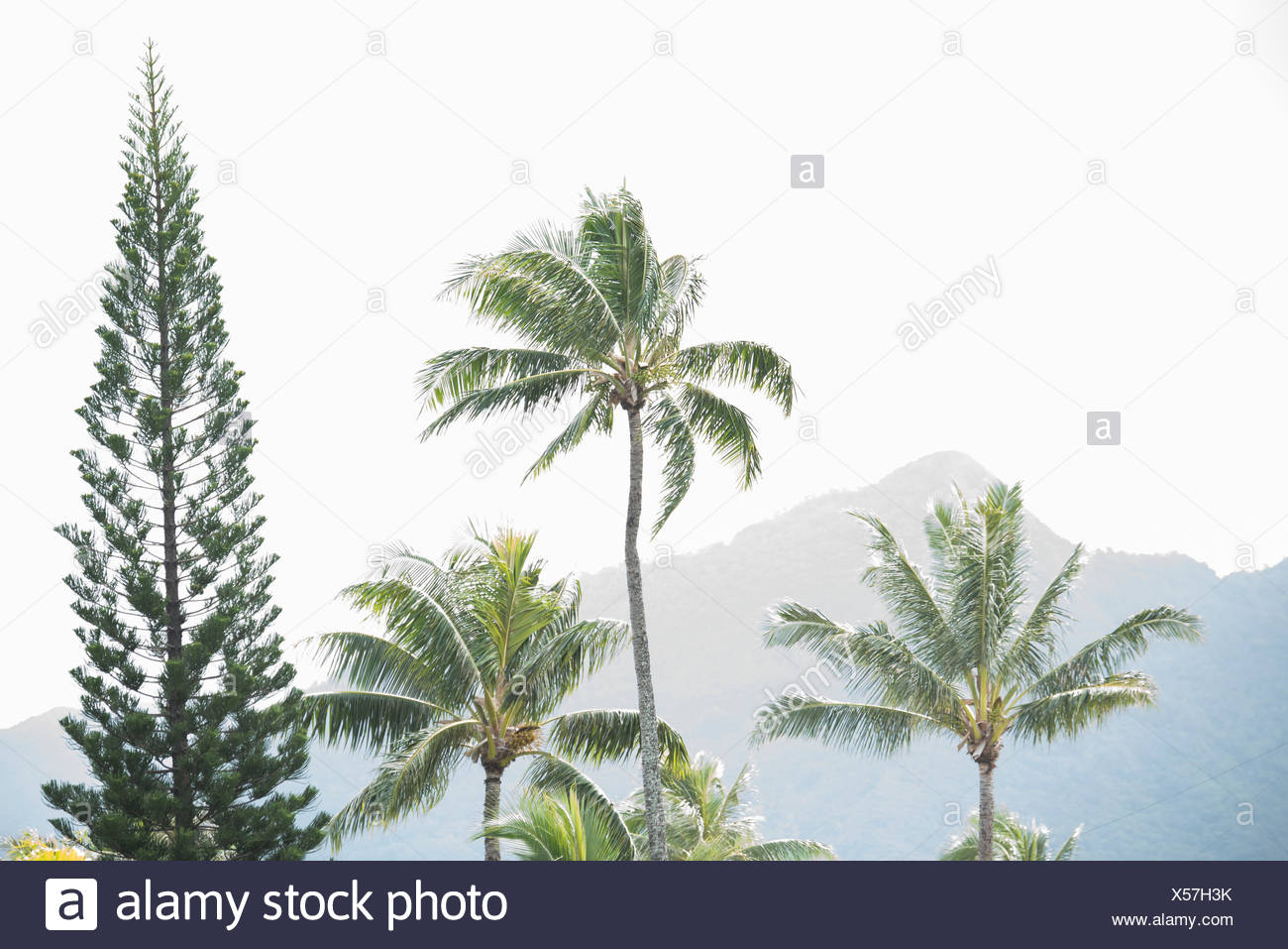 Cook Pine High Resolution Stock Photography and Images - Alamy